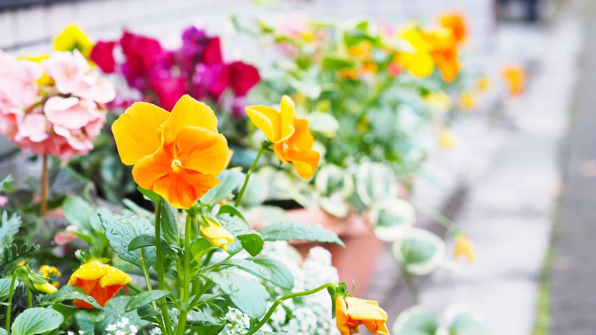 Front Yard Landscaping Ideas for Jacksonville Winters| Rockaway, Inc.